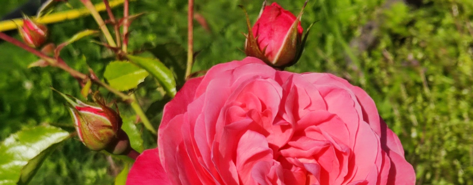 МИР моего настроения