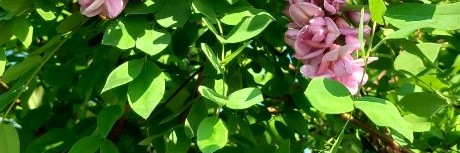 Петько Виктория