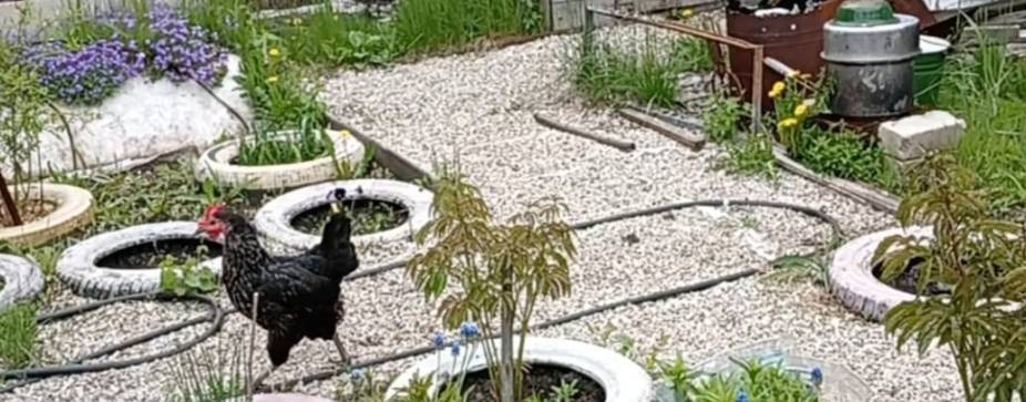 Дачная живность