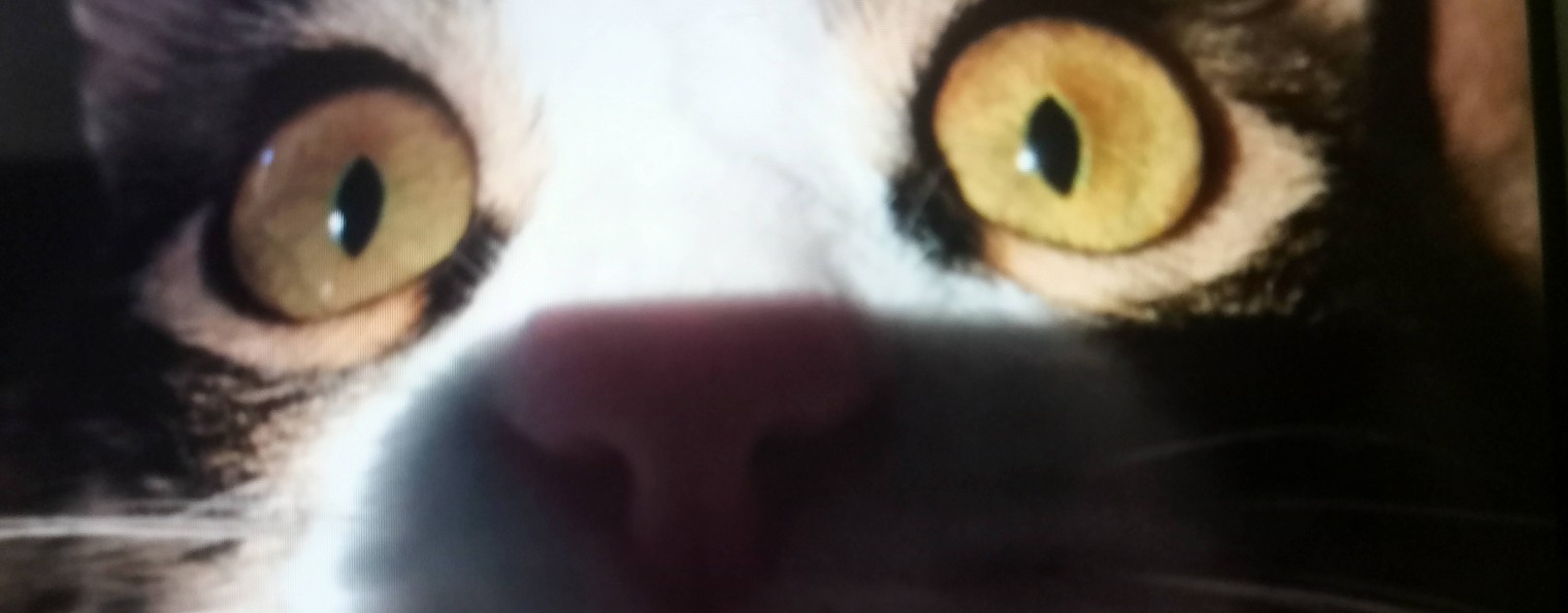 Дикая Кирка/Картошка