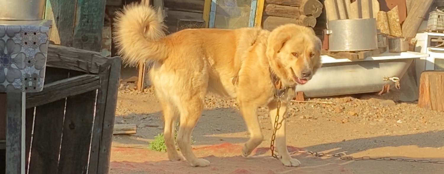 Елена Золото