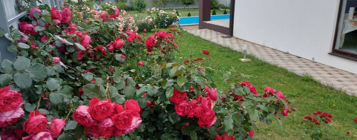 Дом на юге. Дневник нашей жизни.