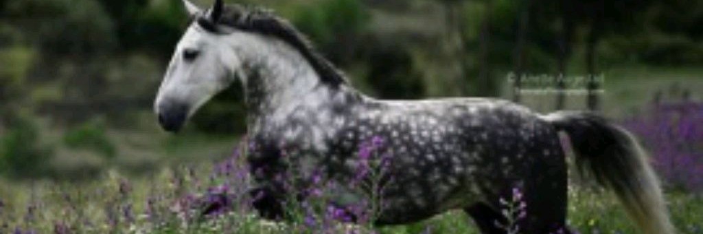 ~лошади~•ШЛЯЙХ•