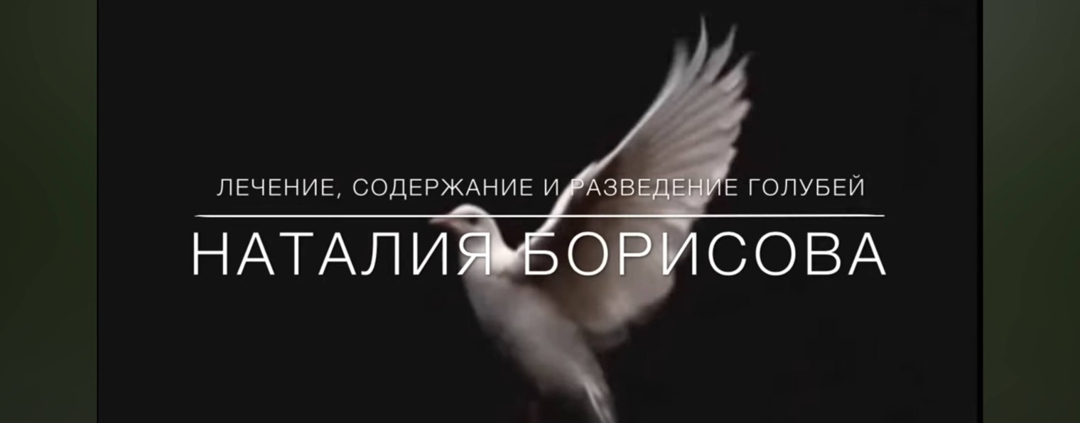 Лечение ,cодержание и разведение голубей.