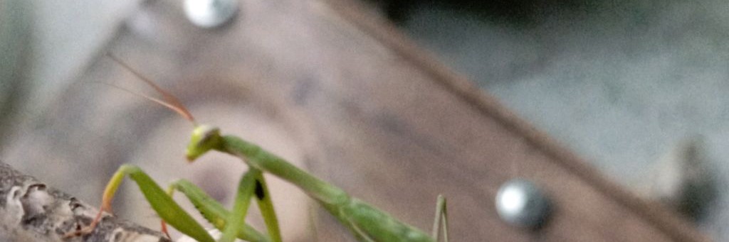 Богомол Богомолавич