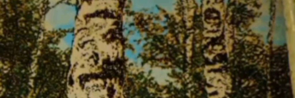 Звезда Тик-Тока