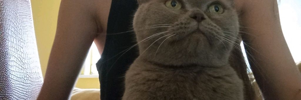 😽🎹Миссис Дымка💅🏻