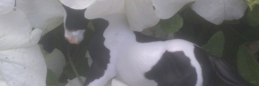 Ksusha I Horse🦄Лошади collecta