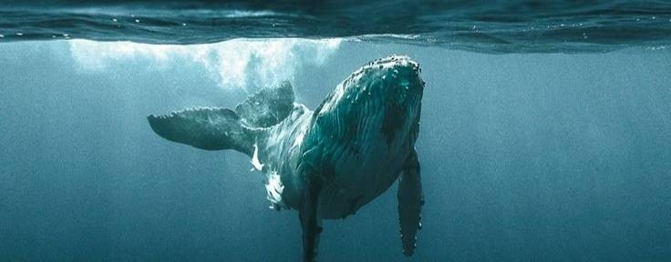 channel39166856         ZS