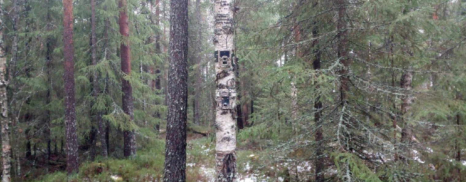 Фотоловушки