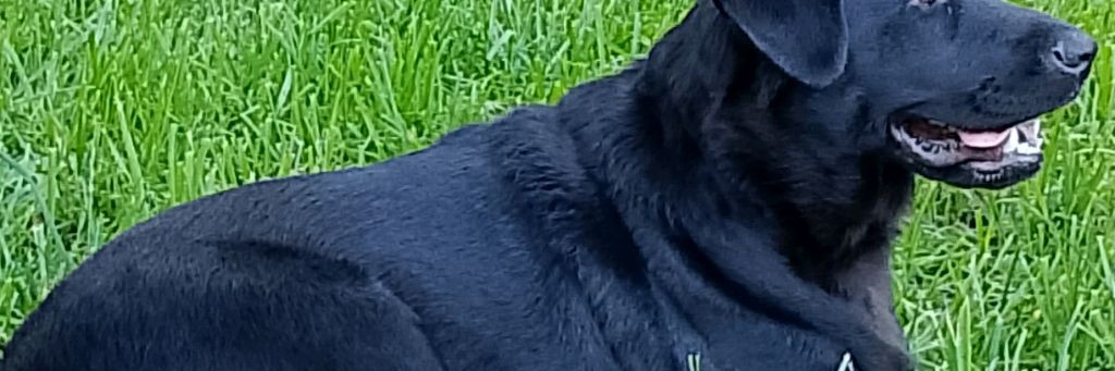 Приключения Шилки лабрадора