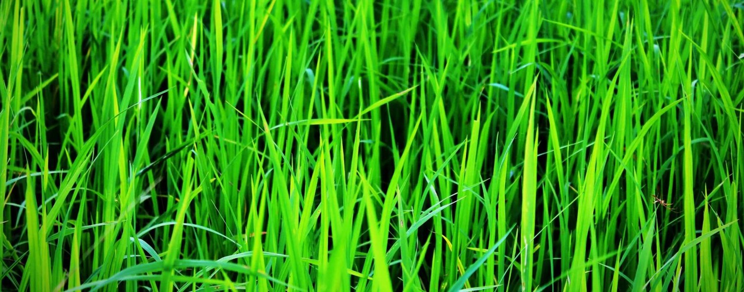 Незнакомка