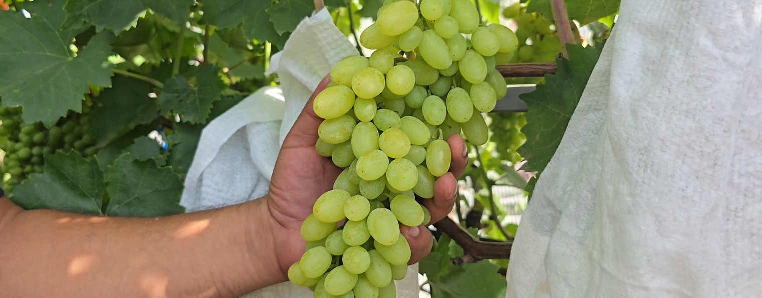 Виноградник Сергея Юрьева