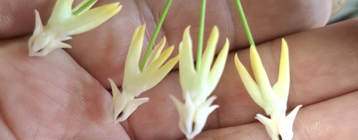 🥰Цветочки в доме 🥰