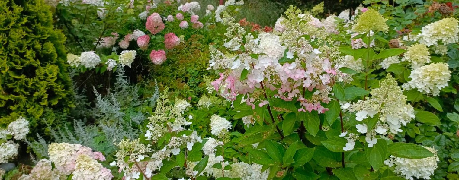 Садовые хотелки