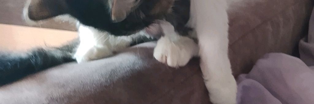 Пуся И Дуся