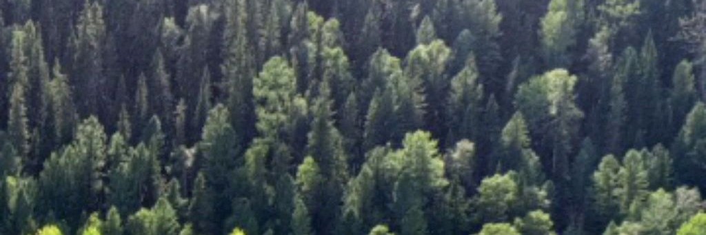 Любимая Сибирь