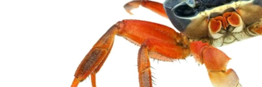 Радужный краб 🦀