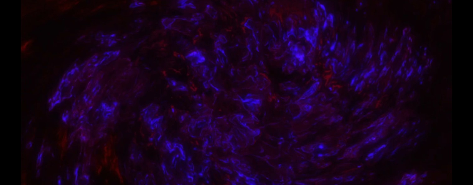 Дневник Параноика