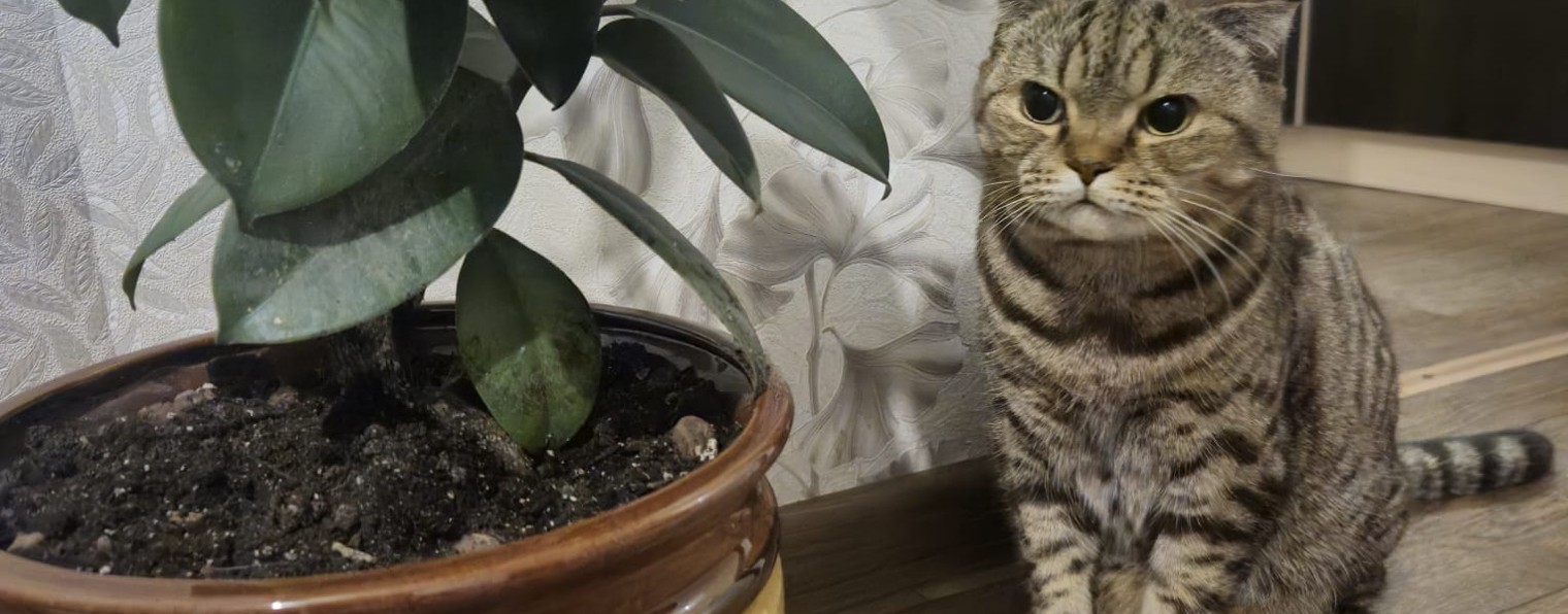 Жареные пельмени