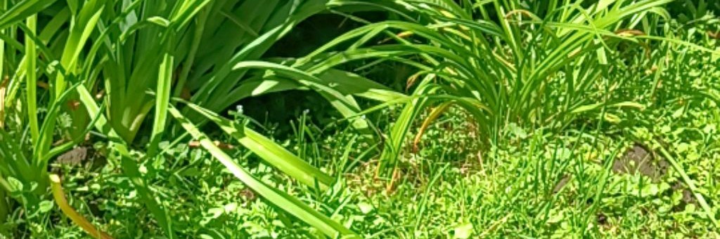 Лиза Червяк