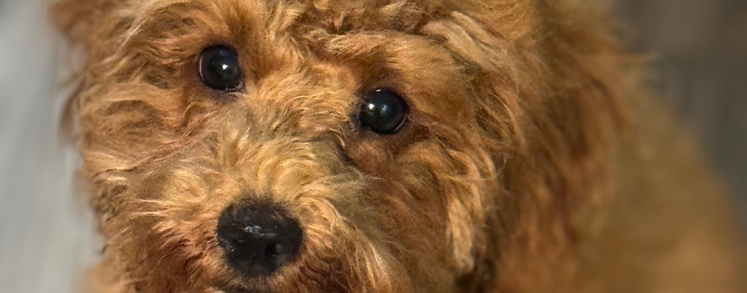 МОНИКА. Забавные лапки🐾