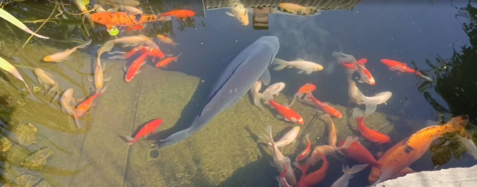 Серега (Cezet)