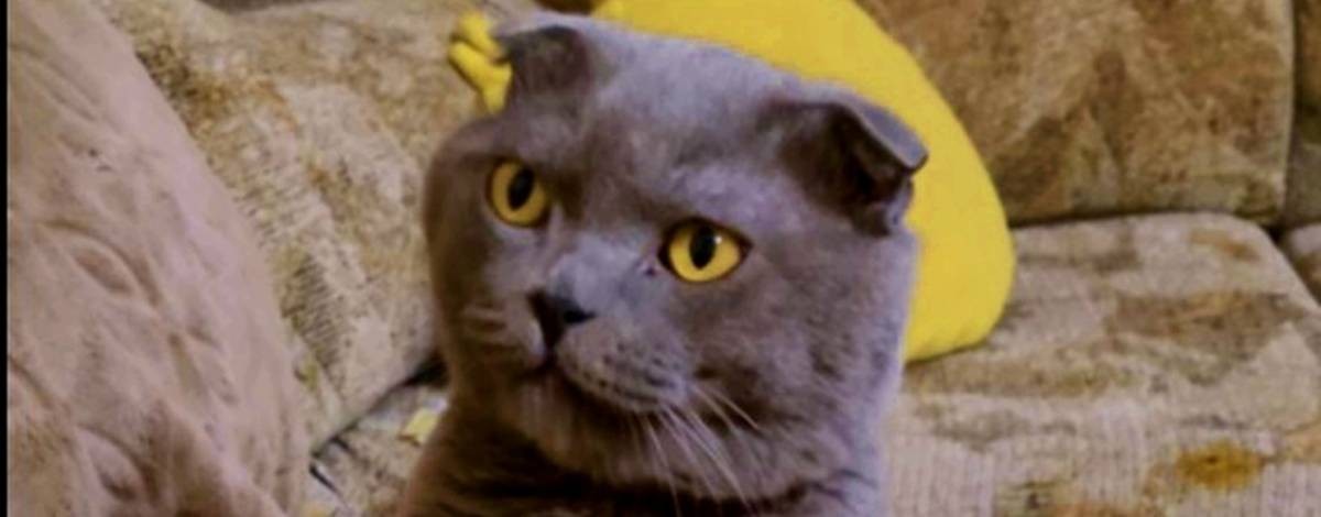 Любимые пушистики