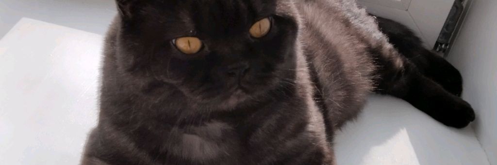 Tim Cat
