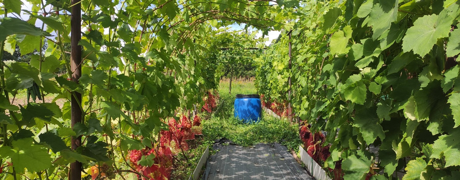 Виноград это просто