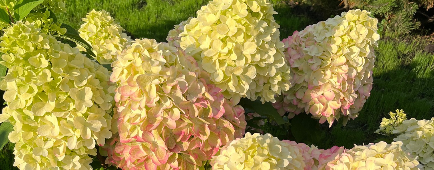 Гортензии от черенка до королевы сада