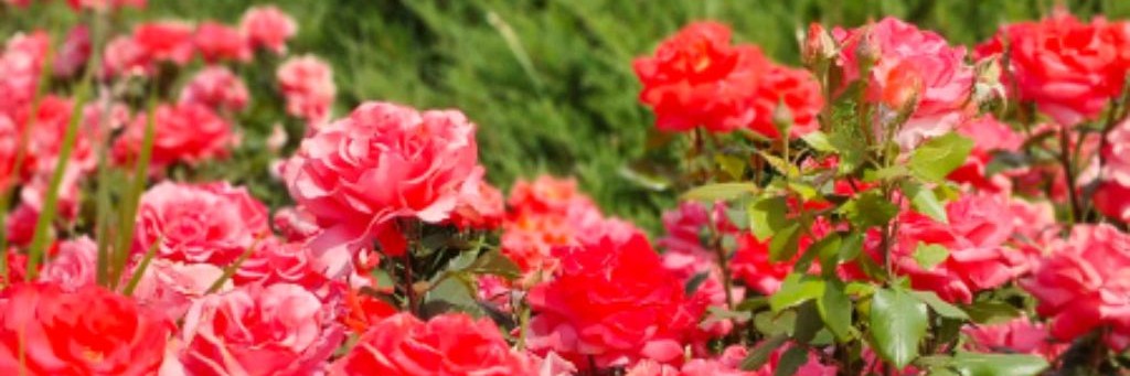 Vera  Александровна