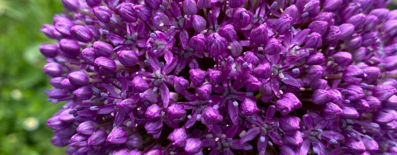 Цветы к цветам