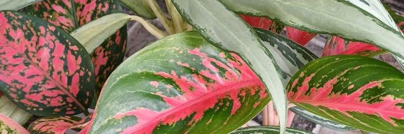 НаталИLive / Вязание и цветы