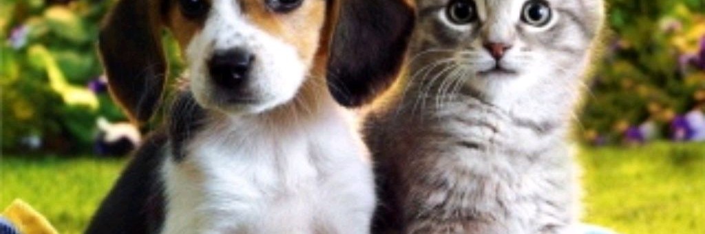 Собака И Кошка