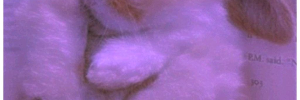 🍓 Кика кролик 🐇