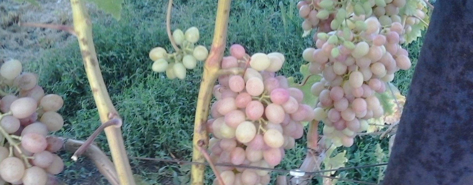 Дача и пасека на Волге