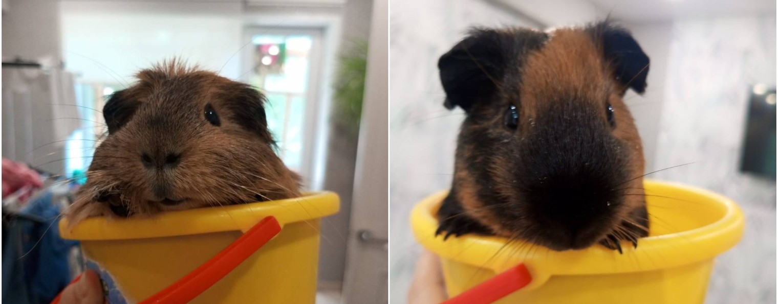 куки-марвик