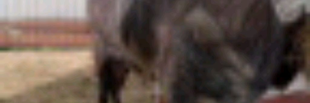 маленькая деревня в городе