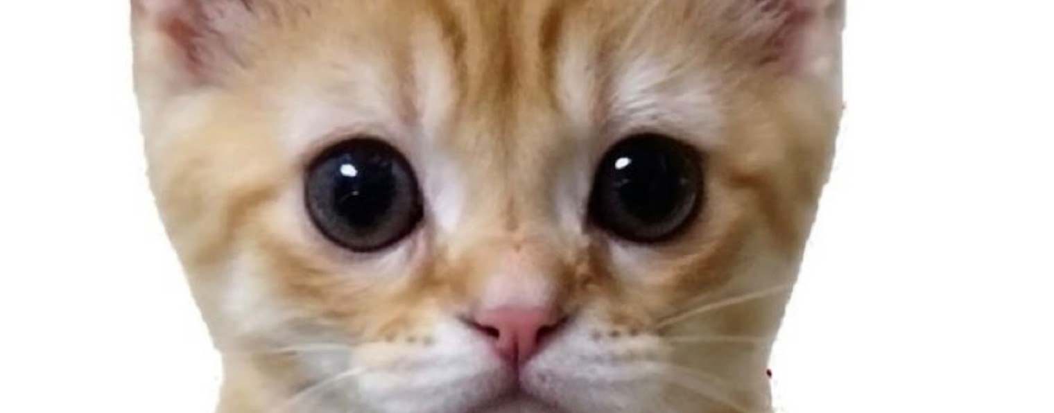 КОТЯТА ПОЯСНЯЮТ