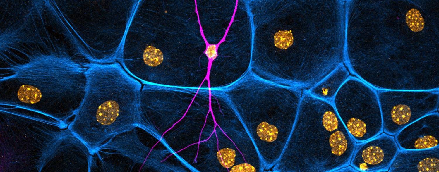 Лекции кафедры физиологии ИФ РНИМУ
