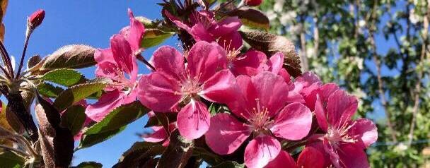 Чудесный сад Ирины