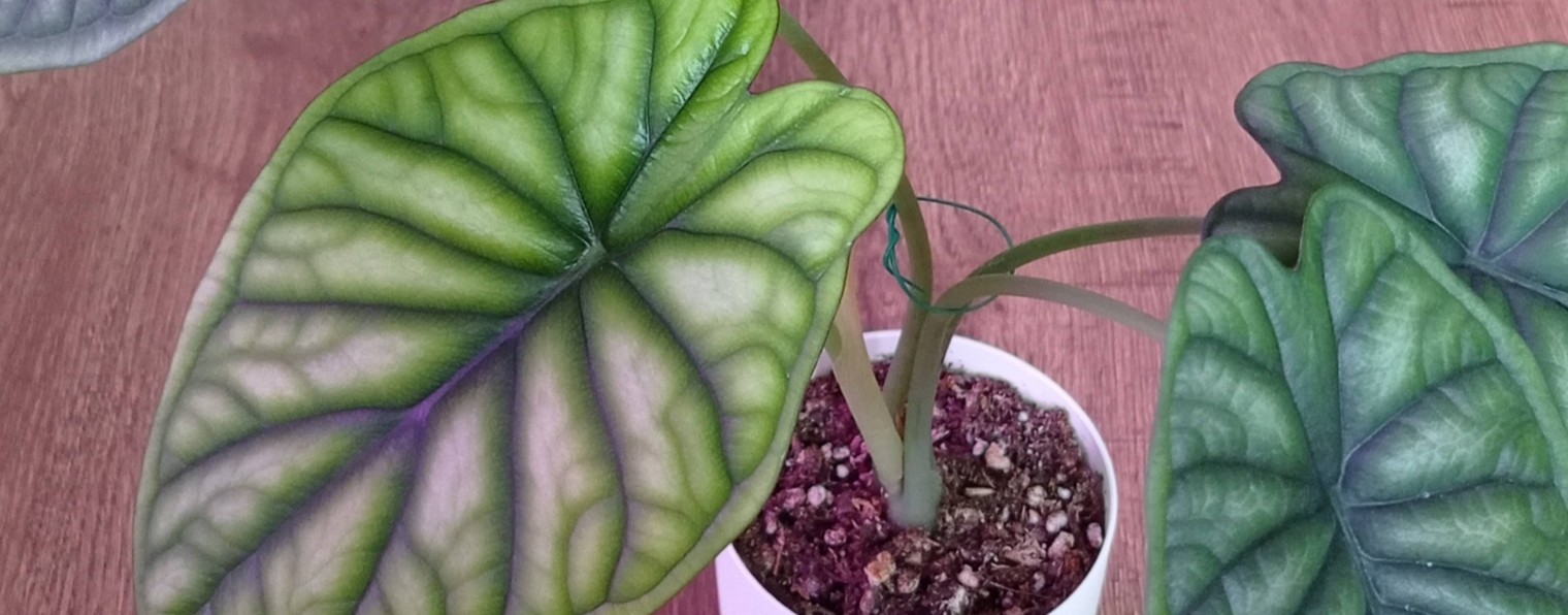 Цветы у Тамары и не только