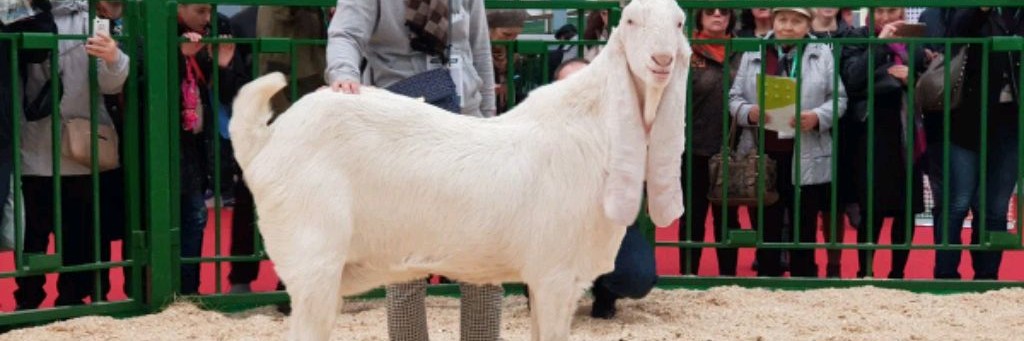 Гулаби Козы 🌟