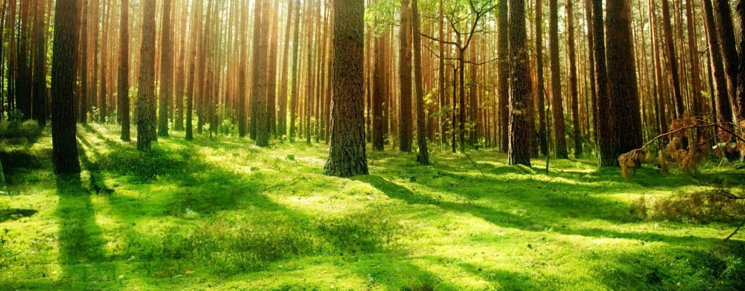 Психотерапевт Ольга Демченко