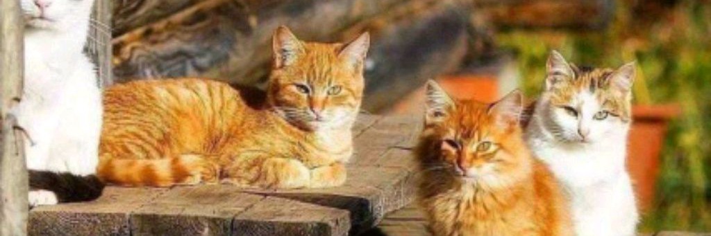 Мир открыток