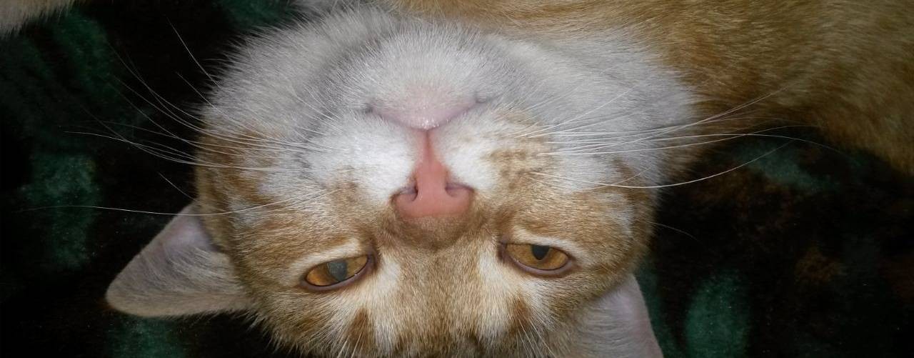 Крутой Вован