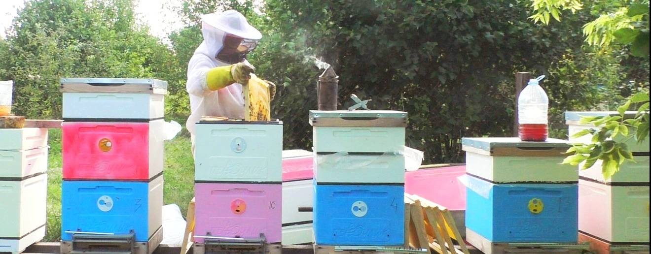 Усадьба Пчёл