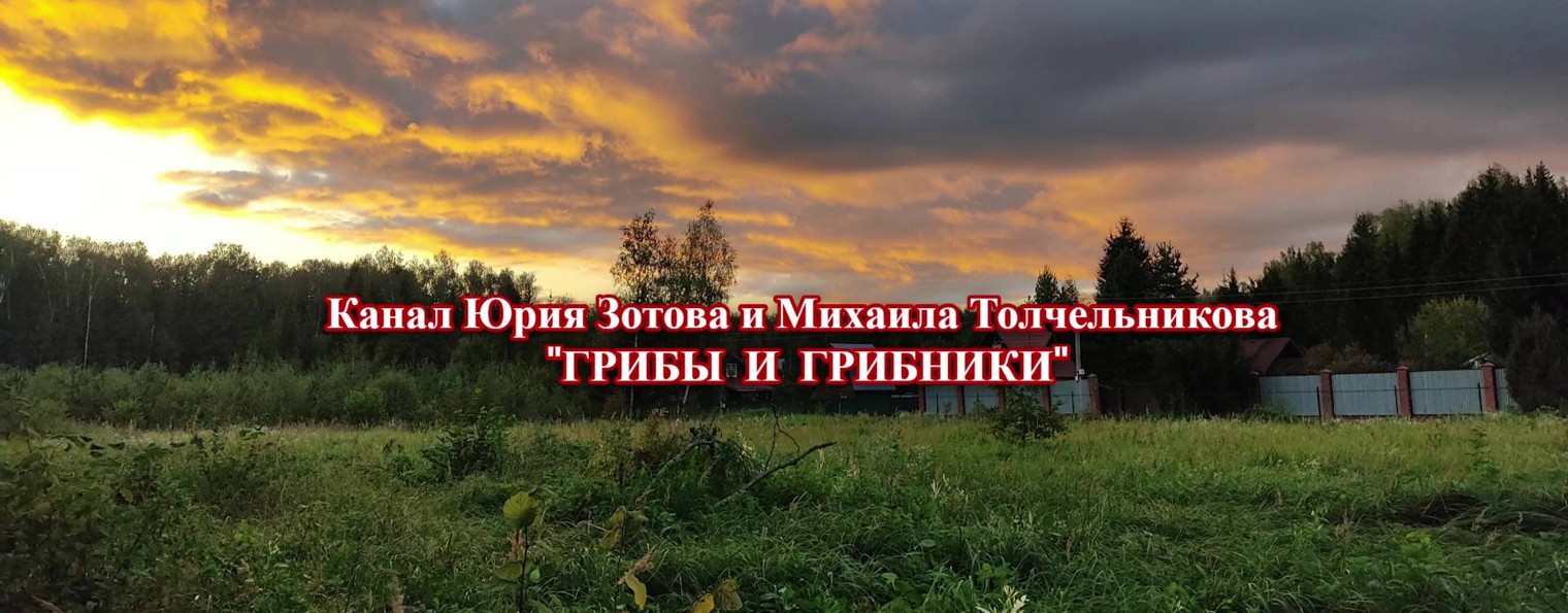 Грибы и грибники