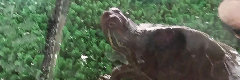 Вика Клубника